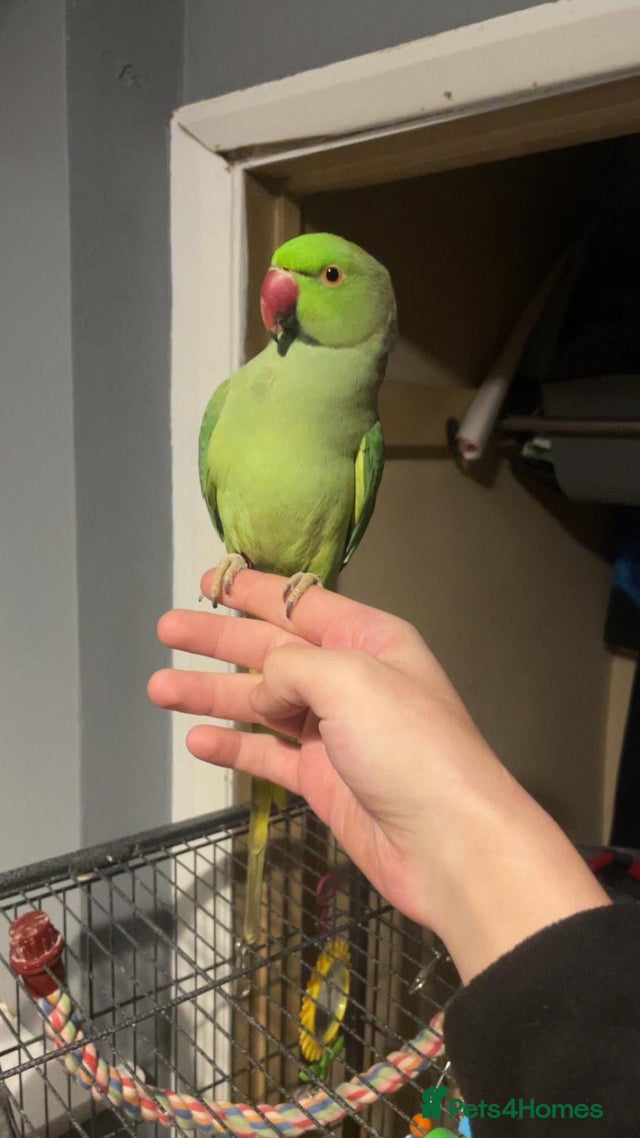 Make India ringneck tame for sale in Leicester | Pets4Homes