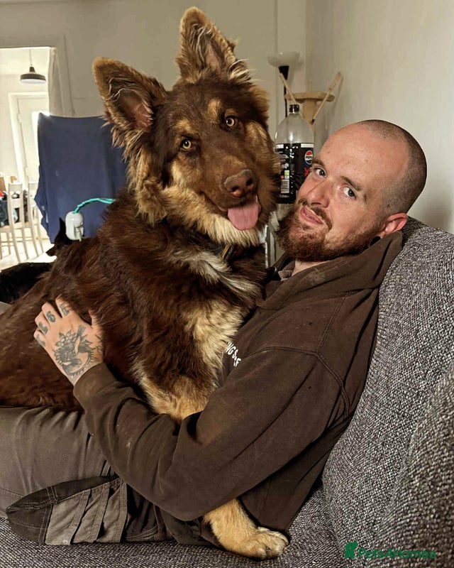 German shepherd for sale in Wantage | Pets4Homes