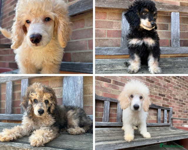 READY TO GO Phantom Sable Toy Poodle Puppies for sale in Leiston ...