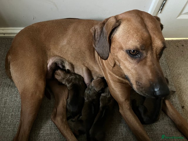 Rhodesian ridgebacks for sale for sale in Northampton | Pets4Homes