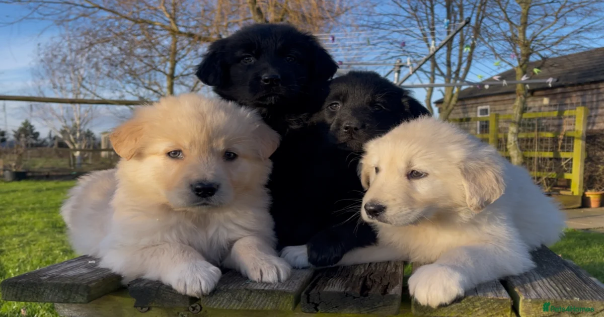 Golden Retriever X German Shepherd puppies for sale in Melton Mowbray ...