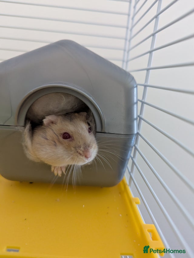Dwarf Hamster for sale in Newcastle upon Tyne | Pets4Homes