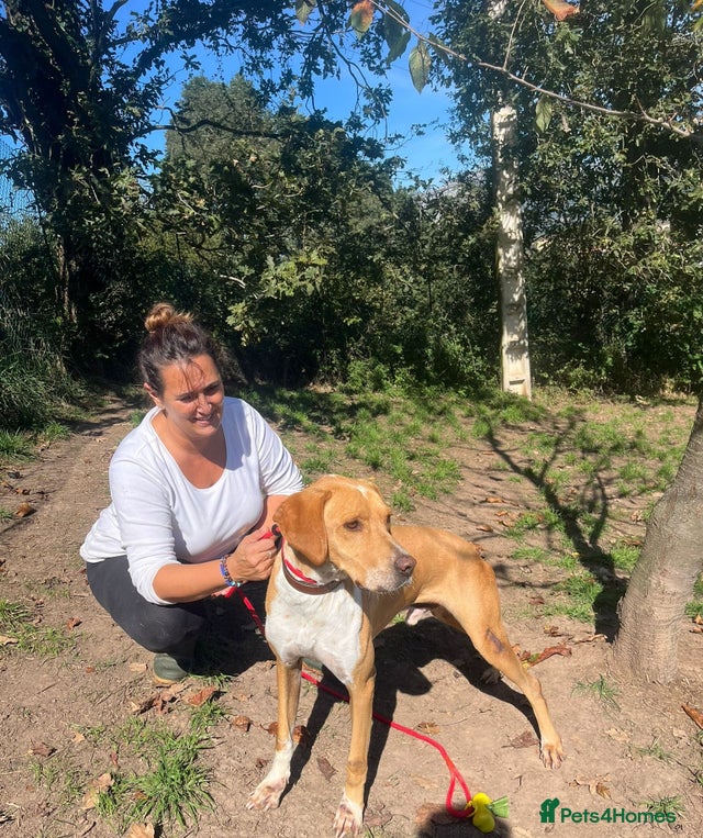 Einar, a gorgeous pointer mix for adoption in Matlock | Pets4Homes