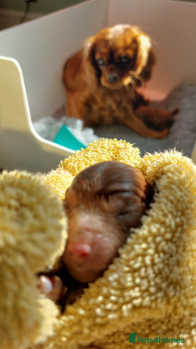 F1 toy cavapoo female only for sale in Doncaster | Pets4Homes