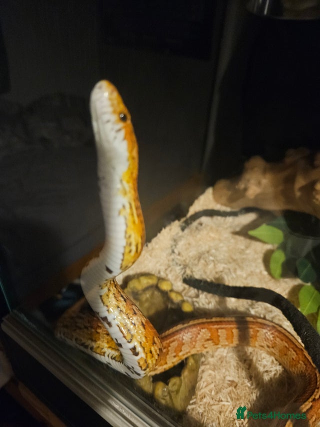 Female Tessera Corn Snake for sale in Cambridge | Pets4Homes