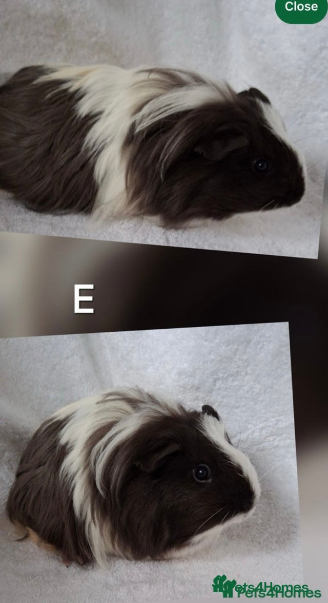 Female and male guinea pig babies for sale in Nottingham | Pets4Homes