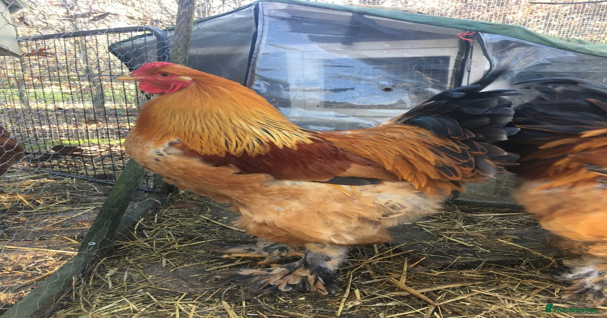 Blue buff Colombian Brahma cockerel, purebred for sale in Hartfield ...