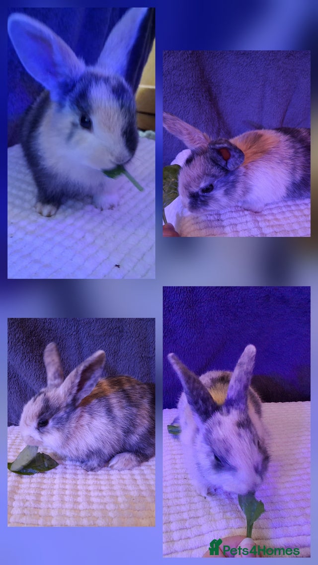 Super Cute Baby bunnies! Rex x Lops for sale in Fleet | Pets4Homes