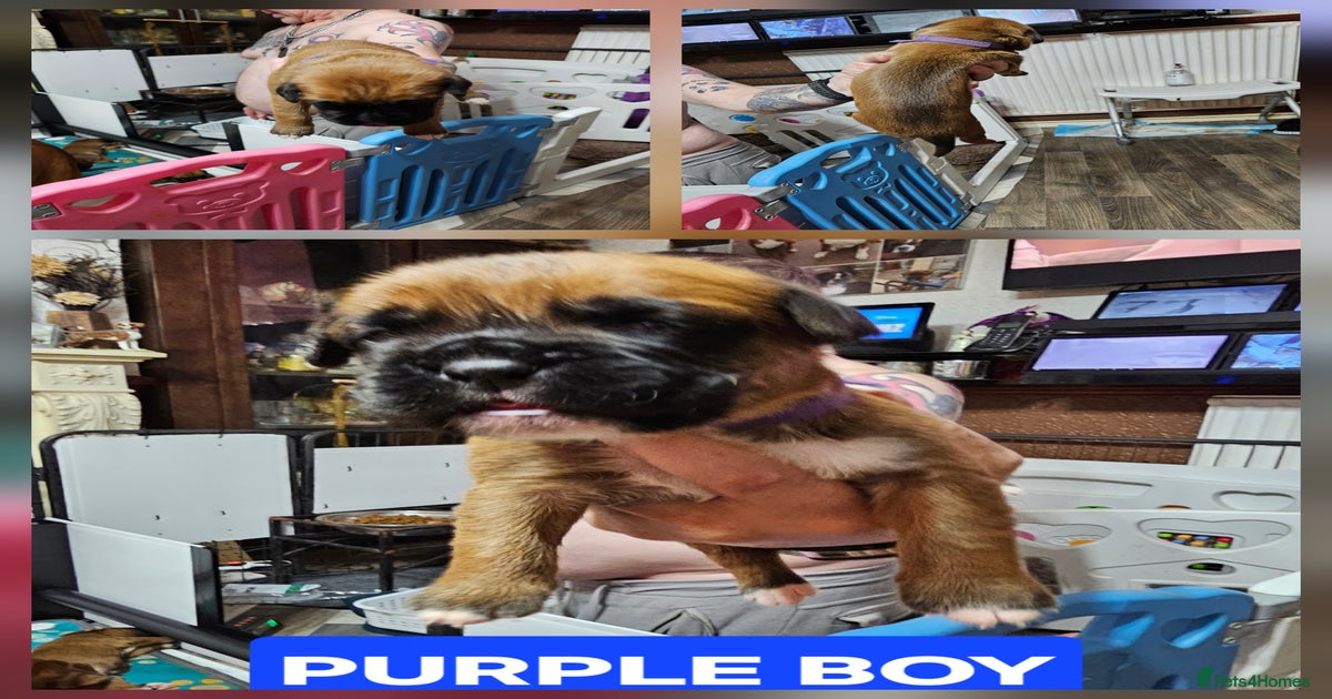 BOXER BOBTAIL AND TAILED PUPPIES FOR SALE for sale in Telford | Pets4Homes