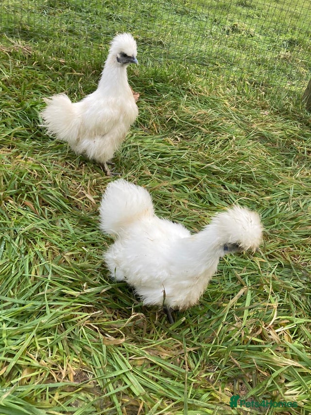 Black silkies. for sale in Burnley | Pets4Homes