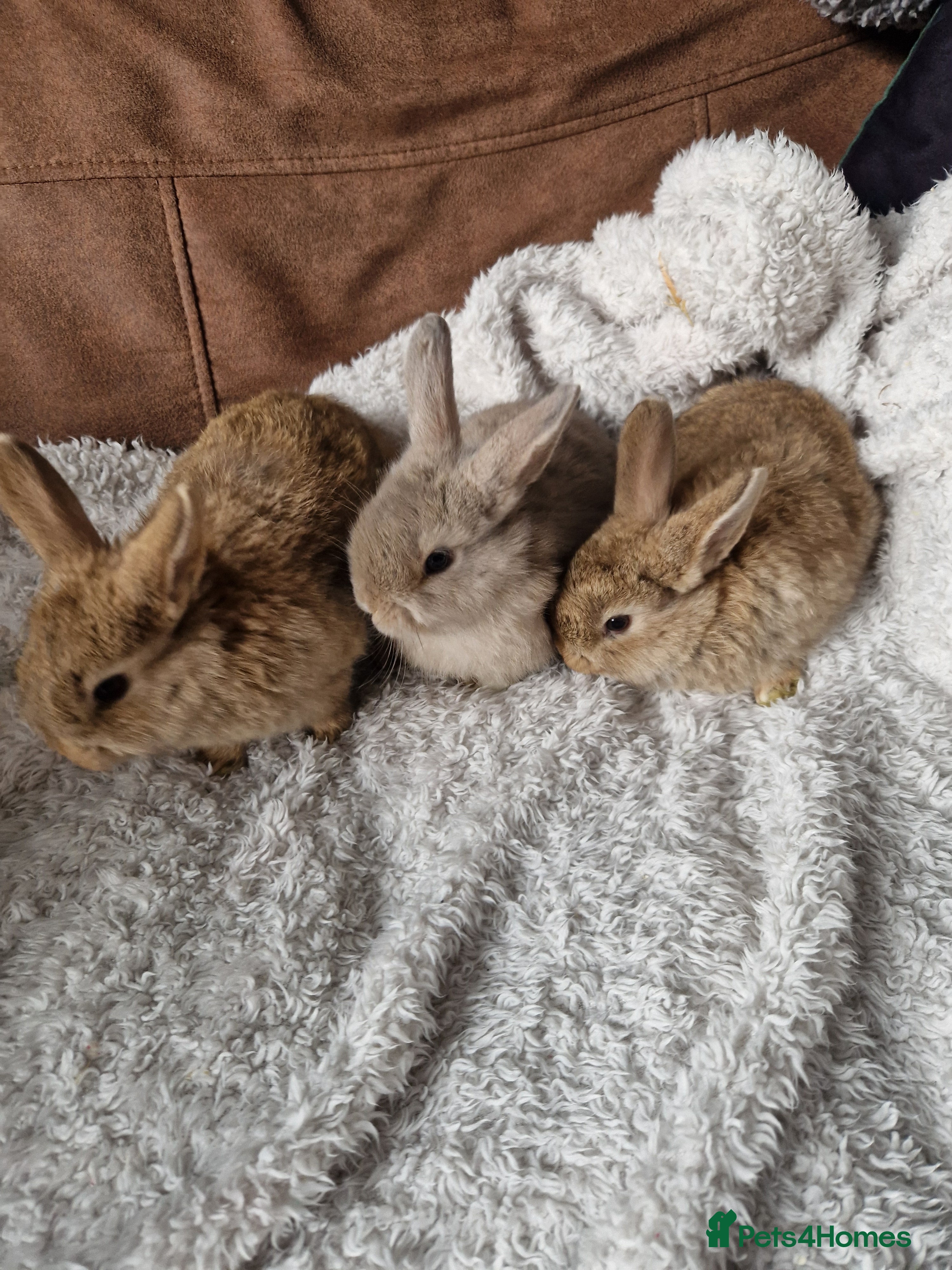 3 baby bunnies for sale for sale in Halesowen | Pets4Homes