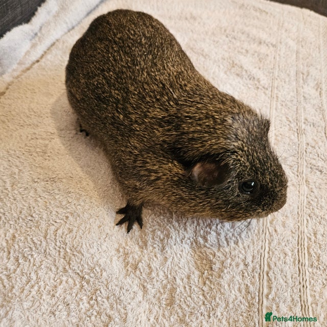 2 Year Old Male guinea pig for sale in Bishop Auckland | Pets4Homes