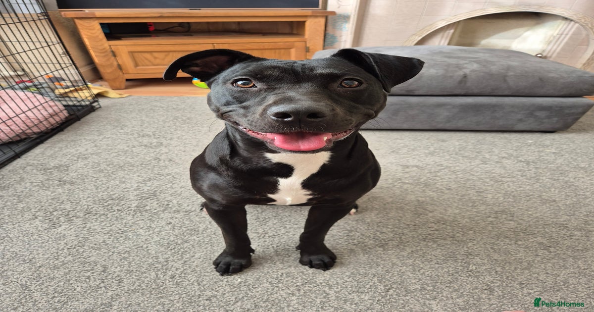 9 month old labrastaff for sale in Coventry | Pets4Homes