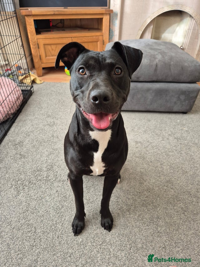 9 month old labrastaff for sale in Coventry | Pets4Homes