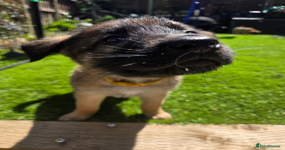 Mali pups for sale in Gateshead | Pets4Homes