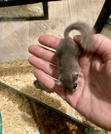 Squirrels Rodents for sale | Pets4Homes