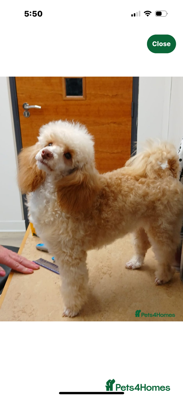 Stunning F1 Toy Cavapoo puppies for sale in Leicester | Pets4Homes