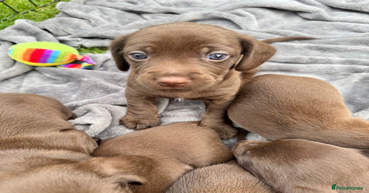 Docker puppies for sale in Canvey Island | Pets4Homes