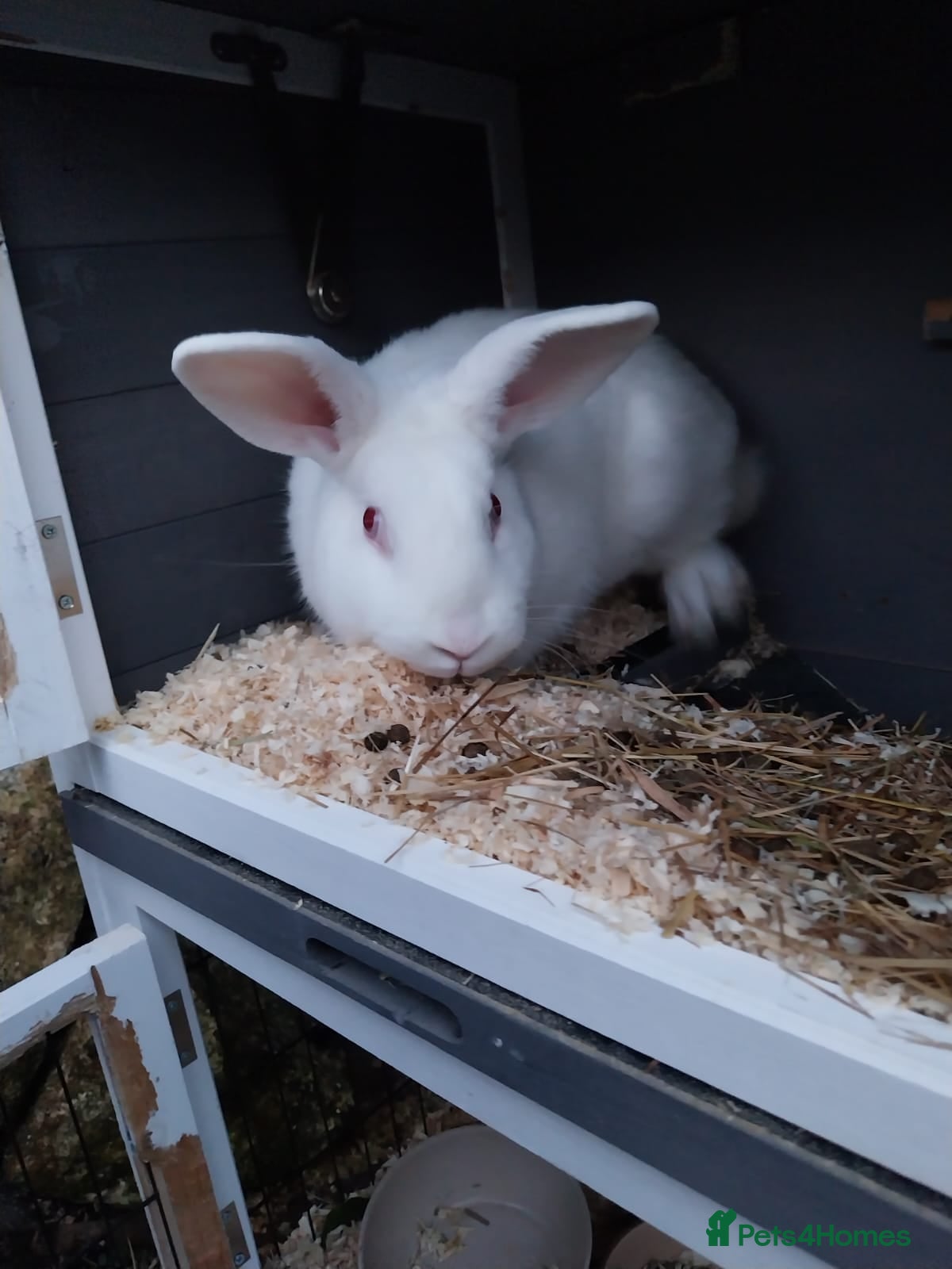 Female White albino Bunny with Hutch & Cover for sale in Stoke-on-Trent ...