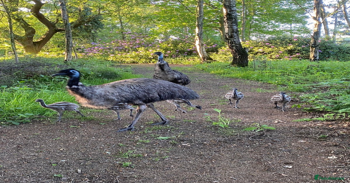 Emus for Sale - 2023 Hatchlings for sale in Preston | Pets4Homes