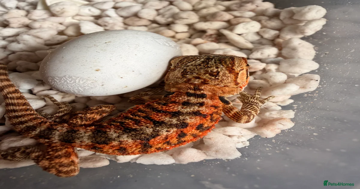 Red Monster x Lemon Baby Bearded Dragons for sale in Llandudno | Pets4Homes