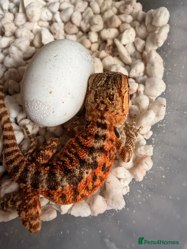 Red Monster x Lemon Baby Bearded Dragons for sale in Llandudno | Pets4Homes