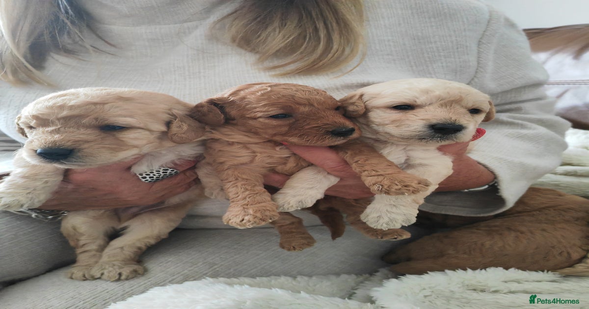 F2b Labradoodle for sale in Rayleigh | Pets4Homes