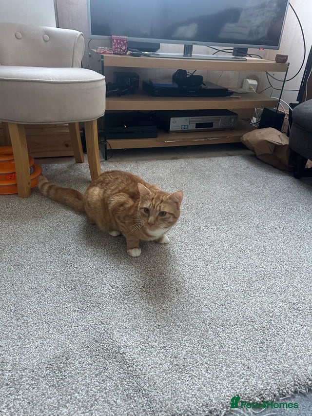 Beautiful British Shorthair–Type Ginger/White Cat for sale in Preston ...