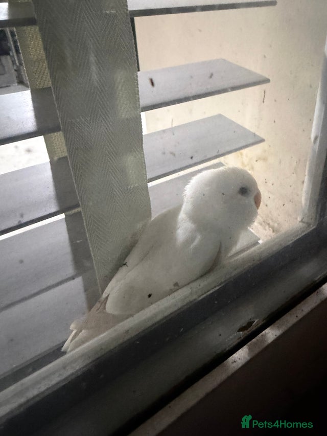 Baby lovebird for sale in Manchester | Pets4Homes