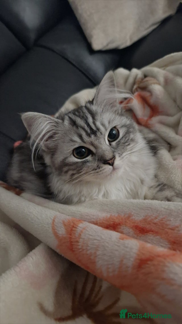 Persian Ragdoll Kitten & Ginger Tabby Cat for sale in Newcastle ...