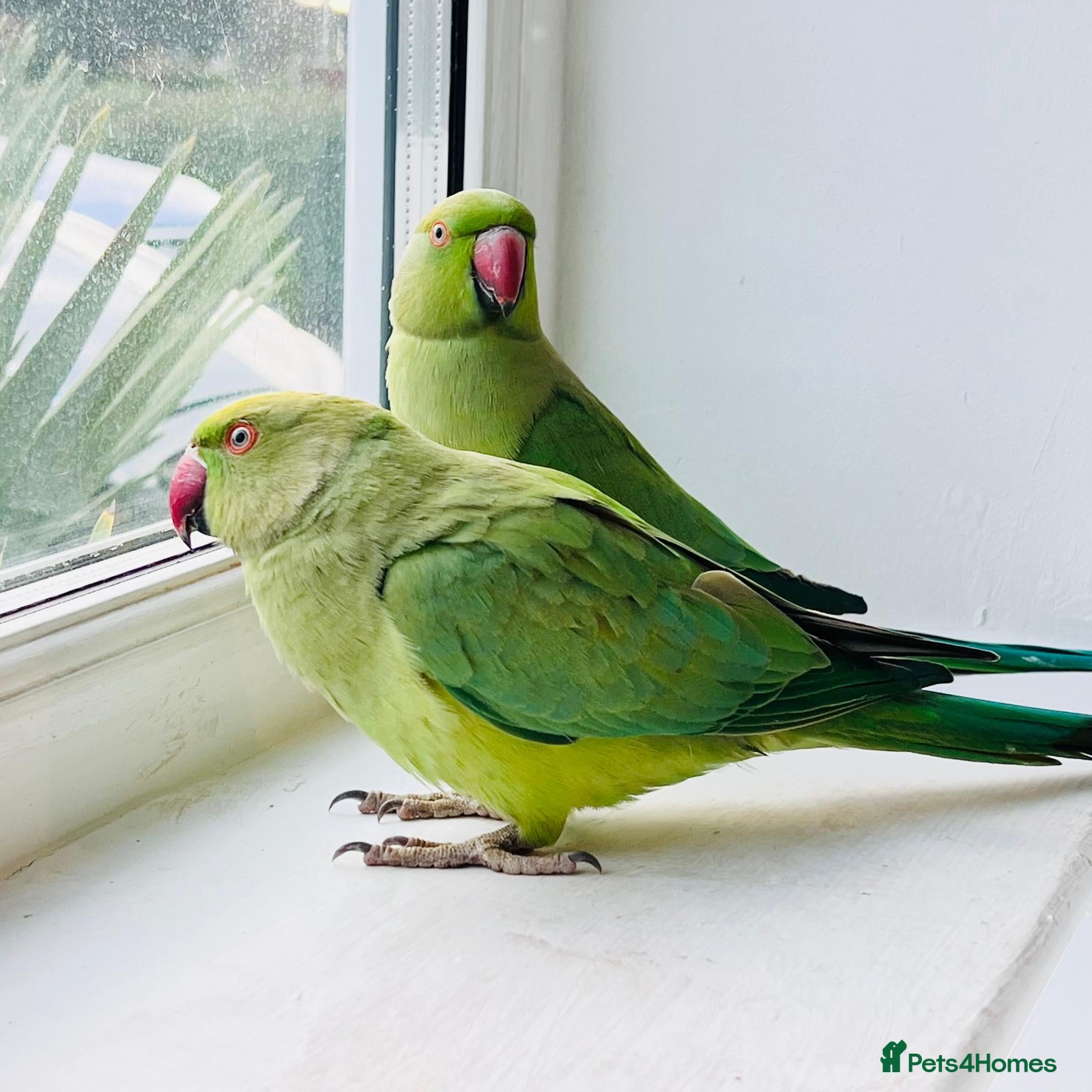 Talking Parrots birds for sale | Pets4Homes