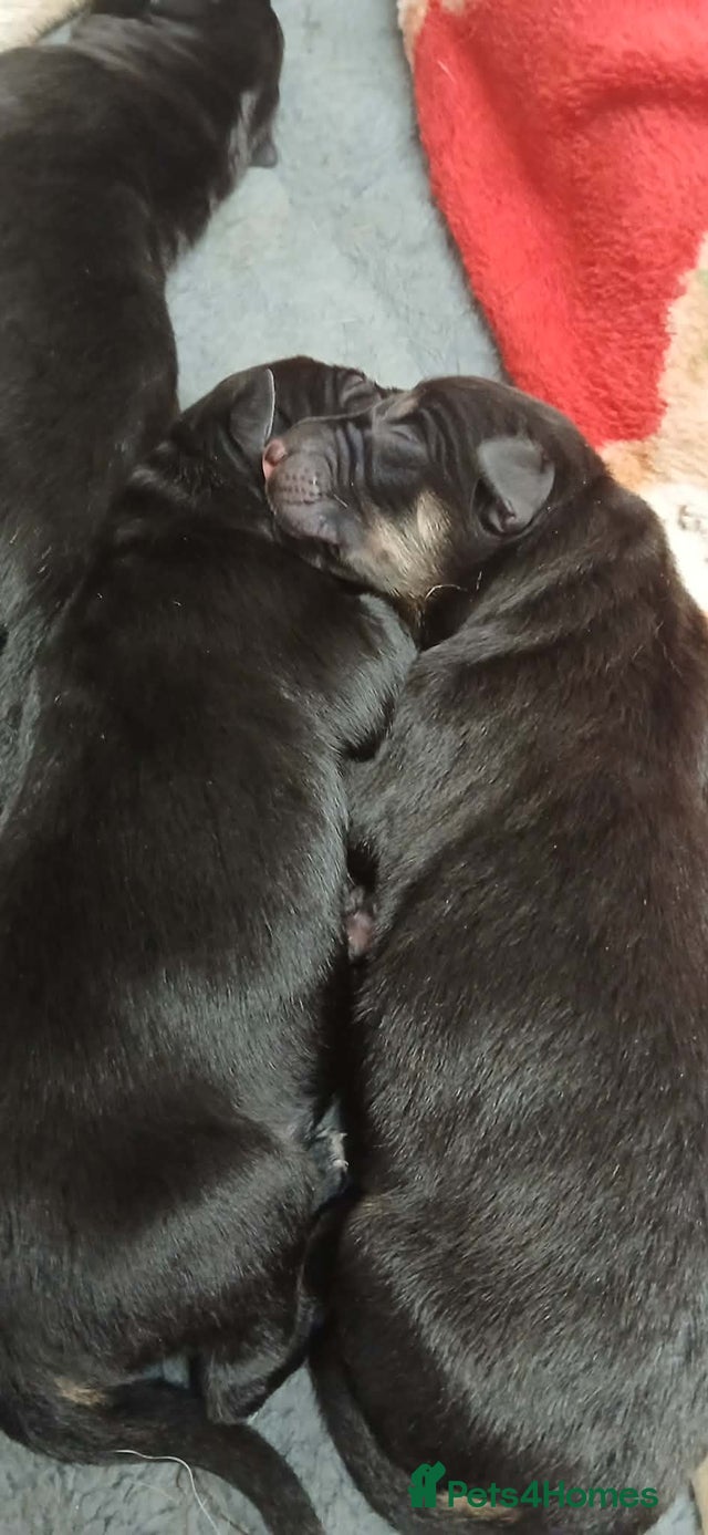 German shepards puppies for sale in Basingstoke | Pets4Homes