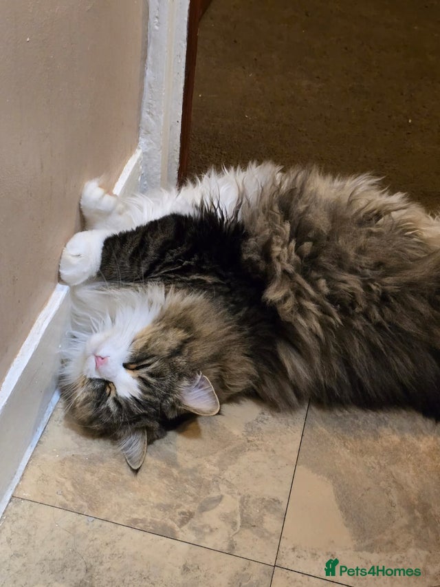 New home for a loving boy for adoption in Feltham | Pets4Homes