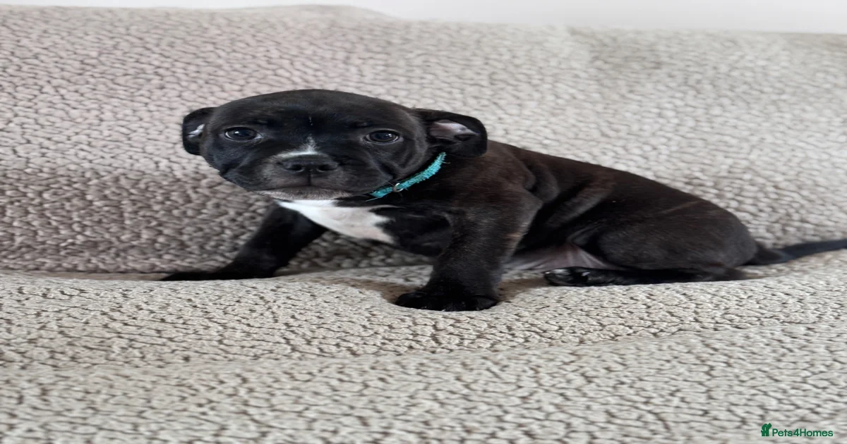 Staffordshire Bull Terrier Puppies for sale | Pets4Homes