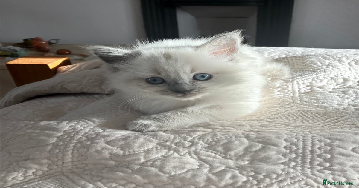 Blue tipped colour point Ragdoll kittens for sale in Tavistock | Pets4Homes