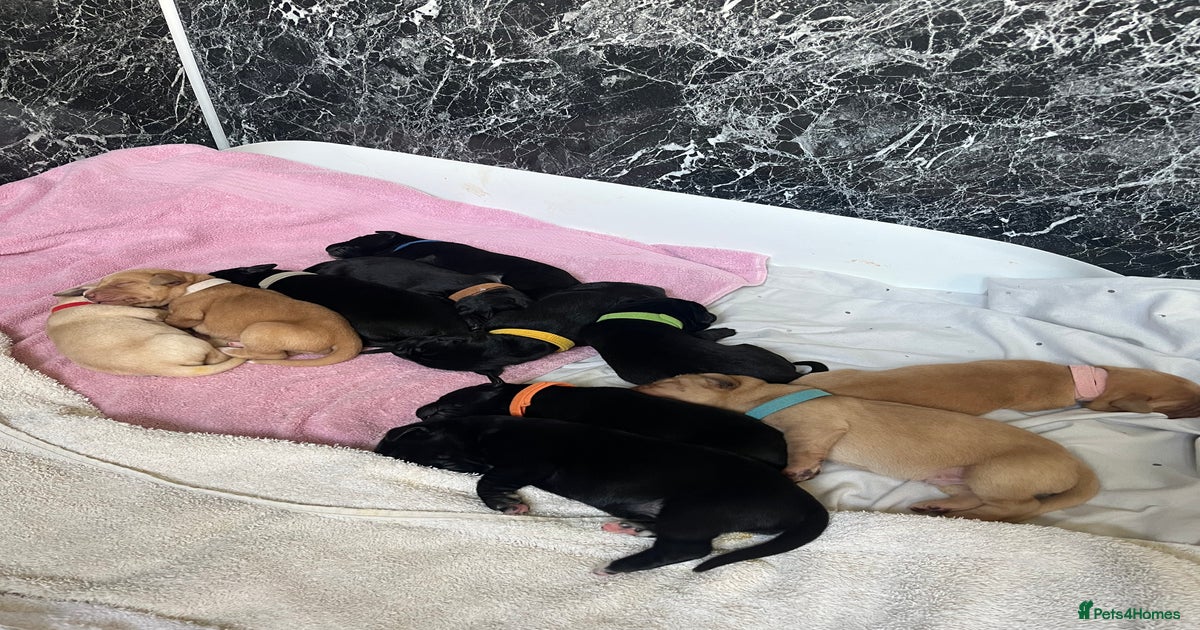 💛 Fox Red Lab × Pointer Puppies – Ready 11/3/26 for sale in Newtown ...