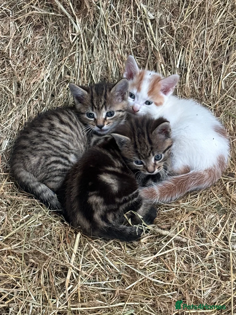 3 boy kittens for sale in Newmilns | Pets4Homes