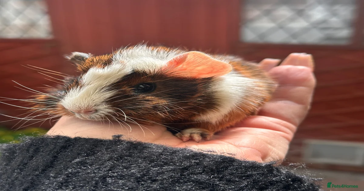 Guinea pig Pets & Animals for sale | Pets4Homes