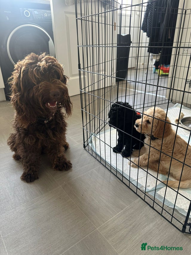 Double doodle (Cockapoo cross mini labradoodle) for sale in Eastbourne ...