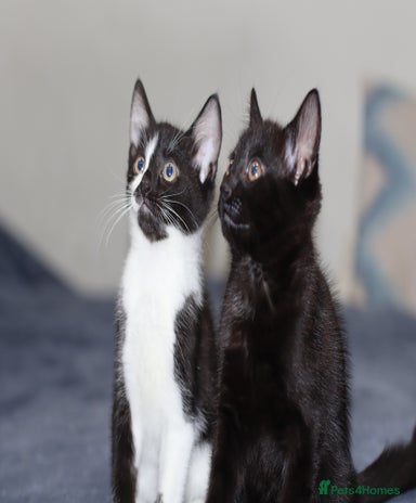 Black and white Kittens for sale | Pets4Homes