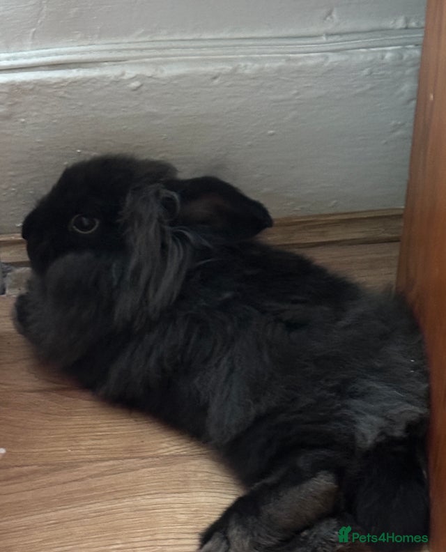 Rabbit Bunny for sale in London | Pets4Homes