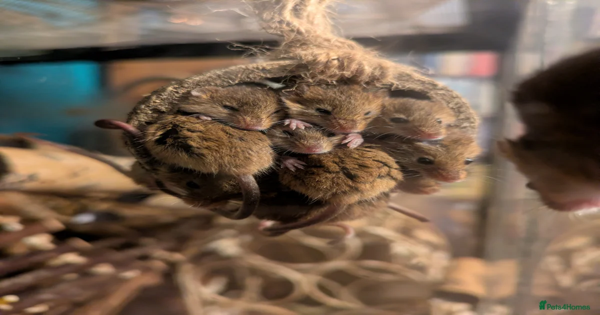 Harvest mice for sale, Newcastle upon Tyne for sale in Newcastle upon ...