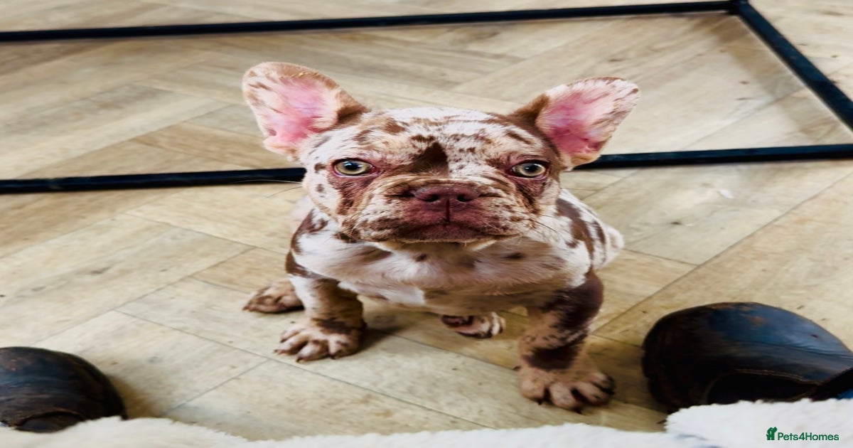 1 left fluffy rojo & tan merle female frenchie for sale in Bargoed ...