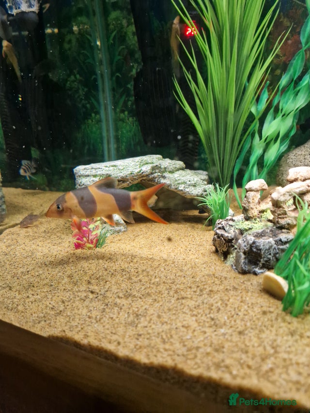 Clown loach and Flying Silver Fox for sale in Romsey | Pets4Homes