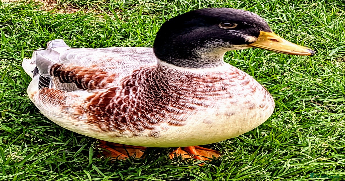 Call duck hatching eggs for sale in Bushmills | Pets4Homes