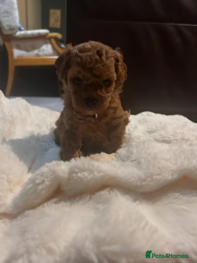 Health tested cavapoo puppies for sale in Rochdale | Pets4Homes