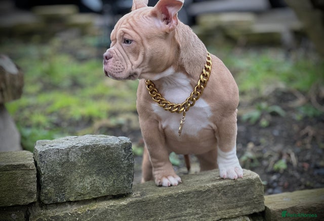 Nano/Micro Exotic Bully for sale in Doncaster | Pets4Homes