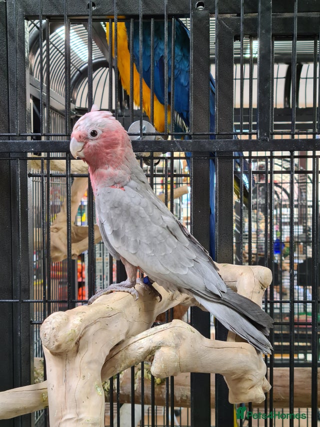 Hand Reared Galah Cockatoos available now for sale in Towcester | Pets4Homes