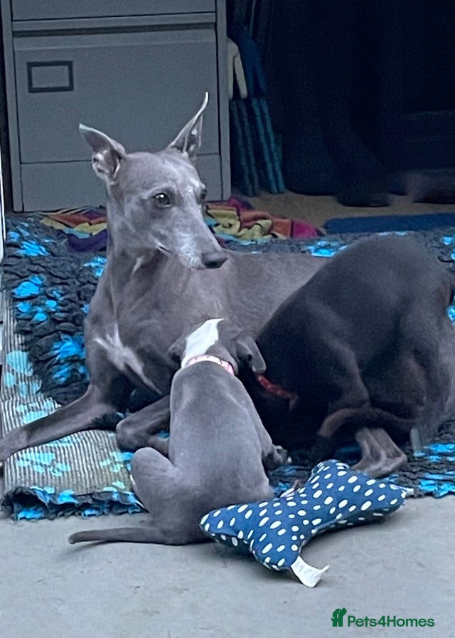 Pedigree Whippet Purebred Girl now available for sale in Hastings ...