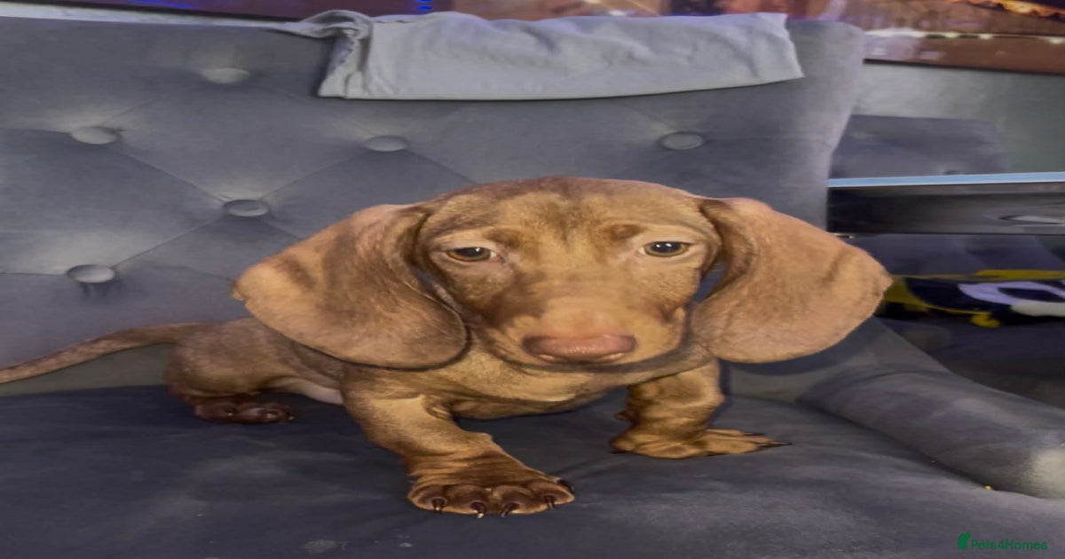 Miniature Dachshund isabelle for sale in Grays | Pets4Homes